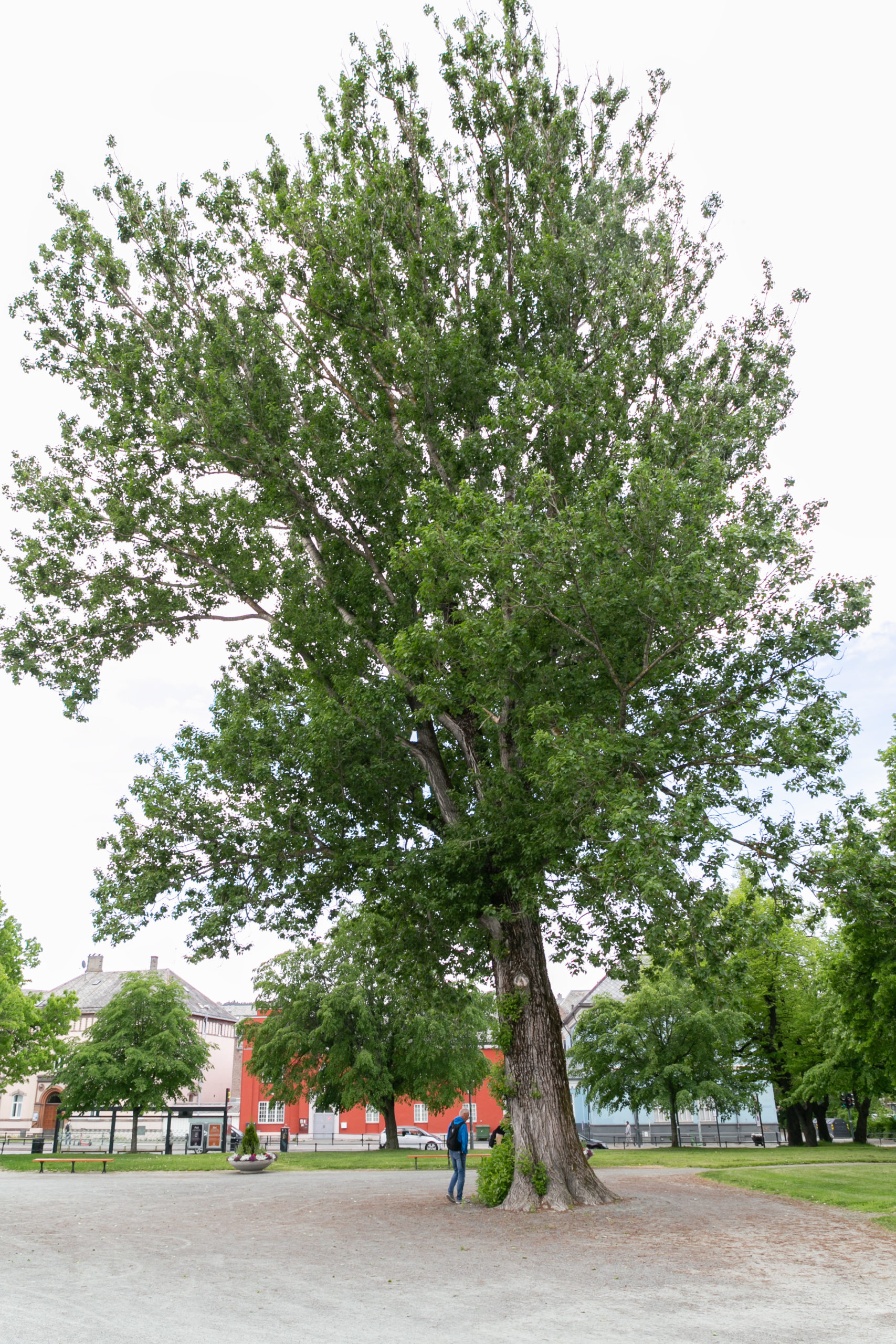 Trærne troner over Trondheim - Trondheim 2030