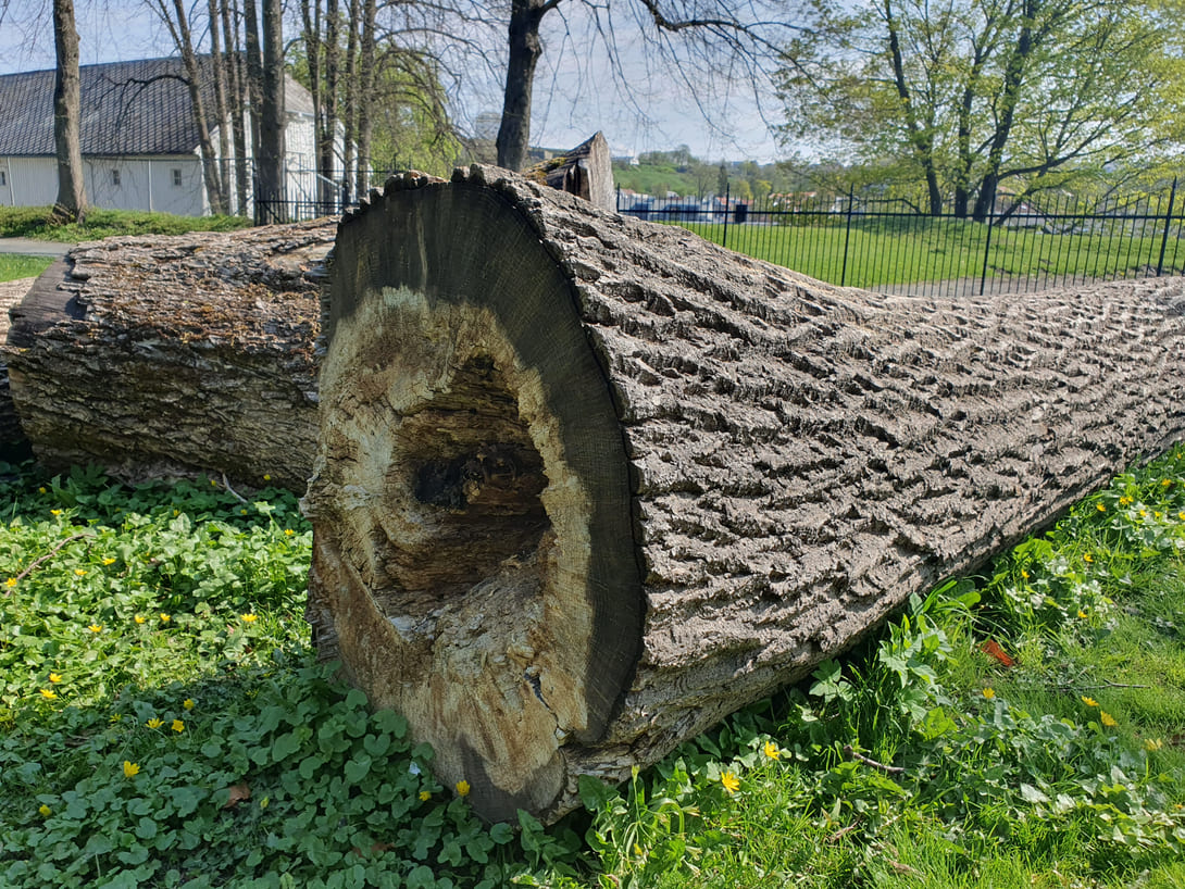 Døde trær gir nytt liv - Trondheim 2030