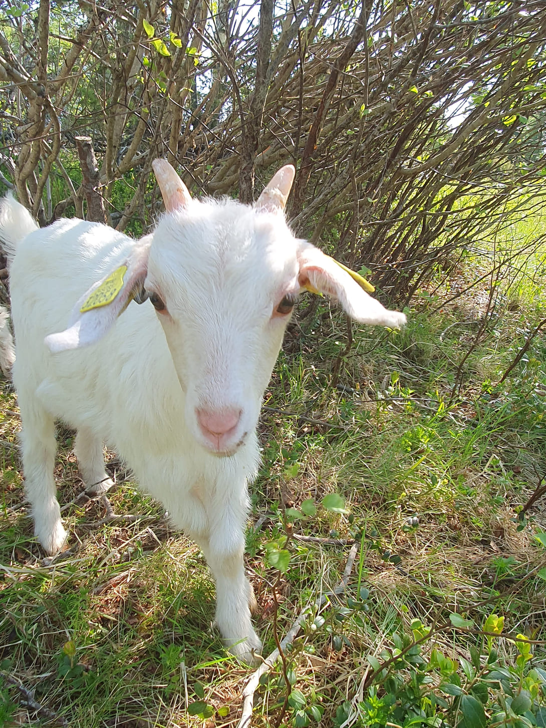 Beitedyr til tjeneste for kulturlandskap i Trondheim - Trondheim 2030